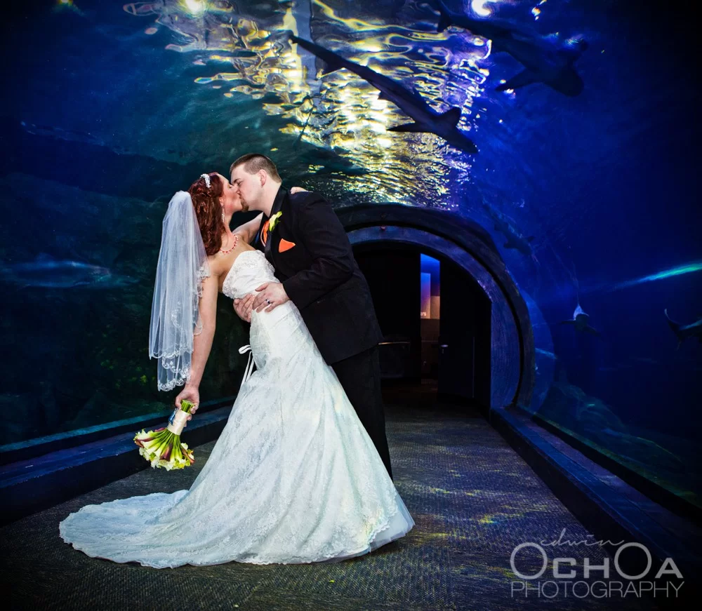 Adventure Aquarium Wedding - Catherine and Shawn